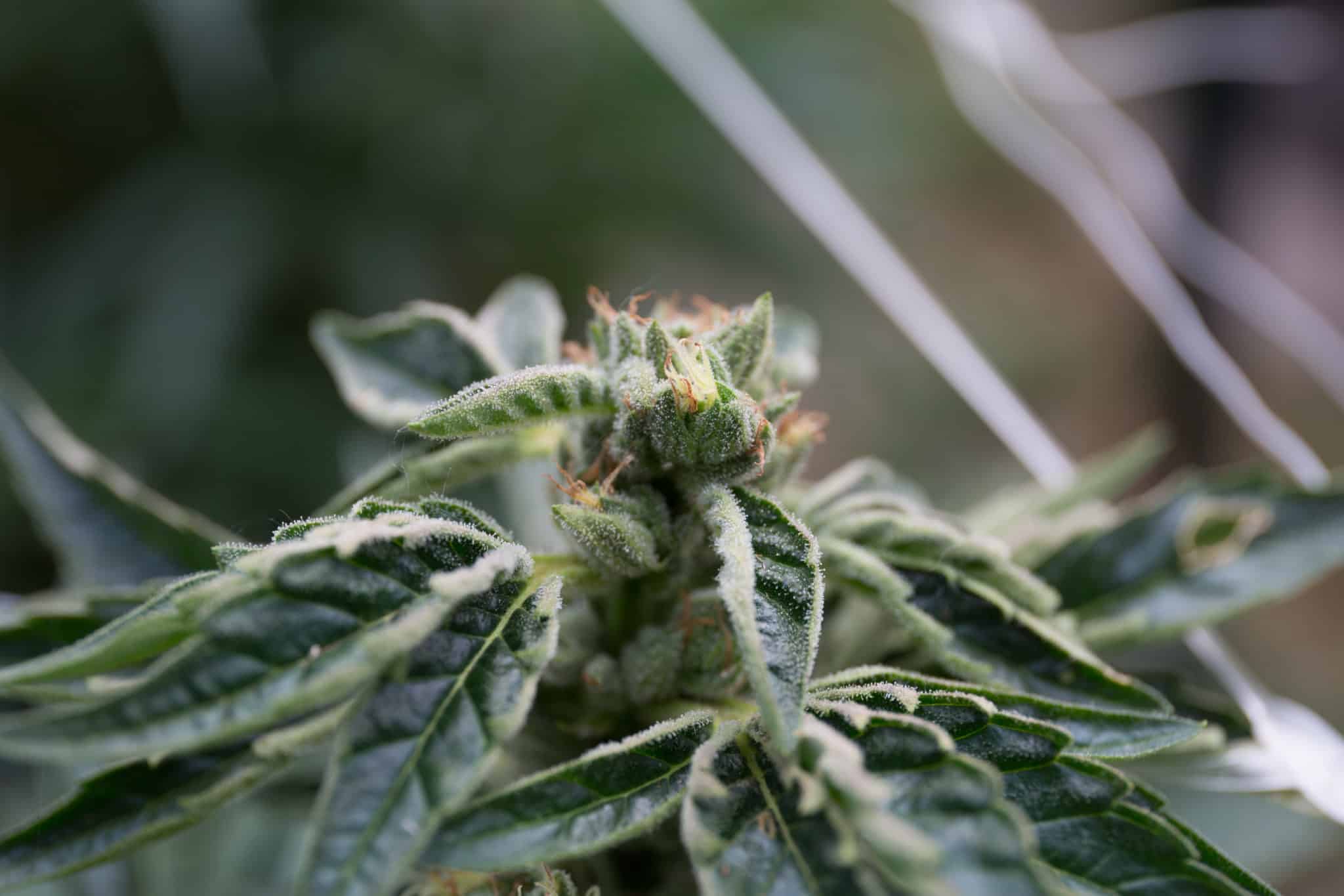 Spider Mites and Marijuana Plants - The Weed Blog