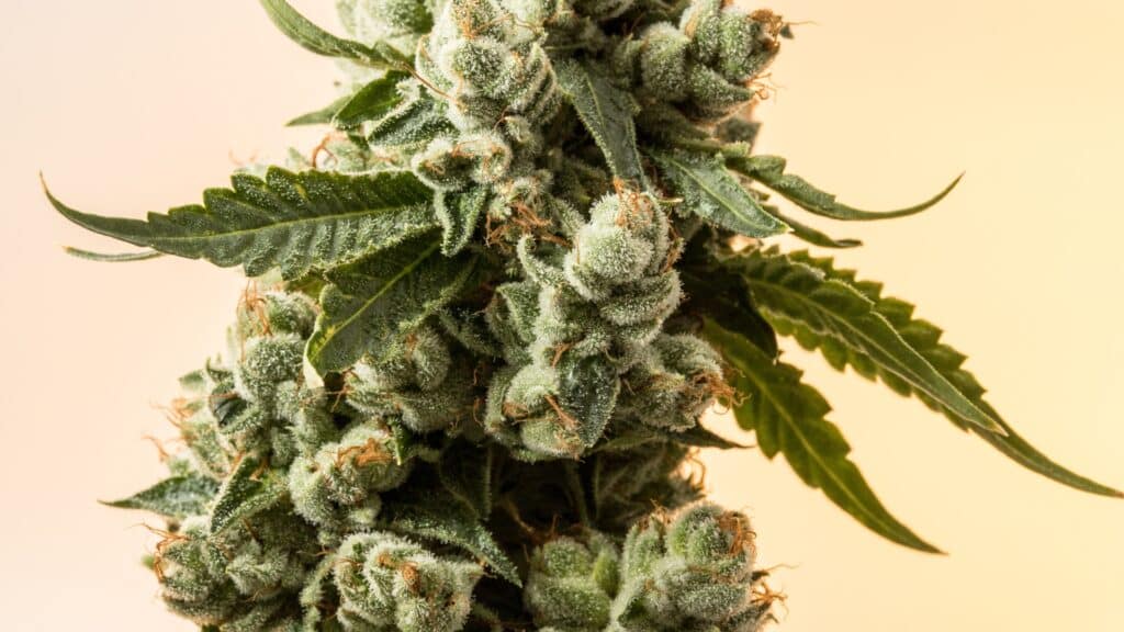 THCa Vs THCv Cannabinoids Compared The Weed Blog thca-vs-thcv-cannabinoids-compared-the-weed-blog