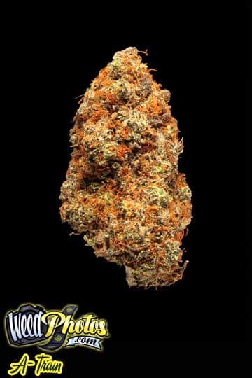 A-Train Marijuana Strain Pictures - The Weed Blog