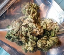 Ace Of Spades Marijuana Strain Review And Pictures - The Weed Blog