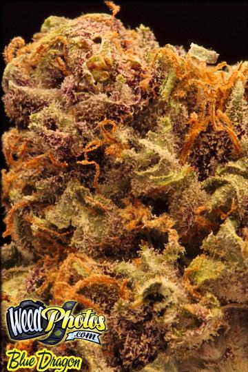 Blue Dragon Marijuana Strain Pictures - The Weed Blog
