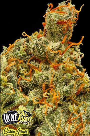 Casey Jones Marijuana Strain Pictures - The Weed Blog