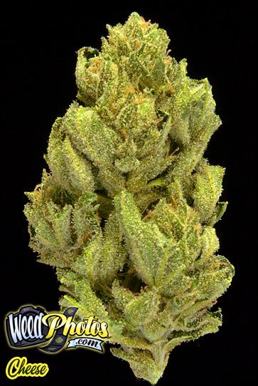 Cheese Marijuana Strain Pictures - The Weed Blog