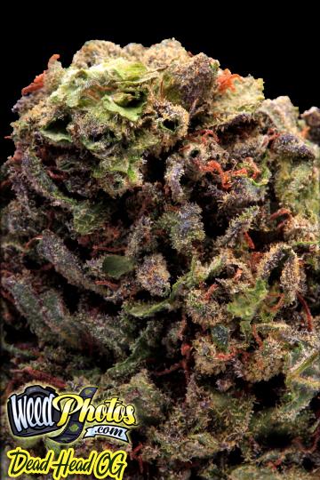 Deadhead OG Marijuana Strain Pictures - The Weed Blog