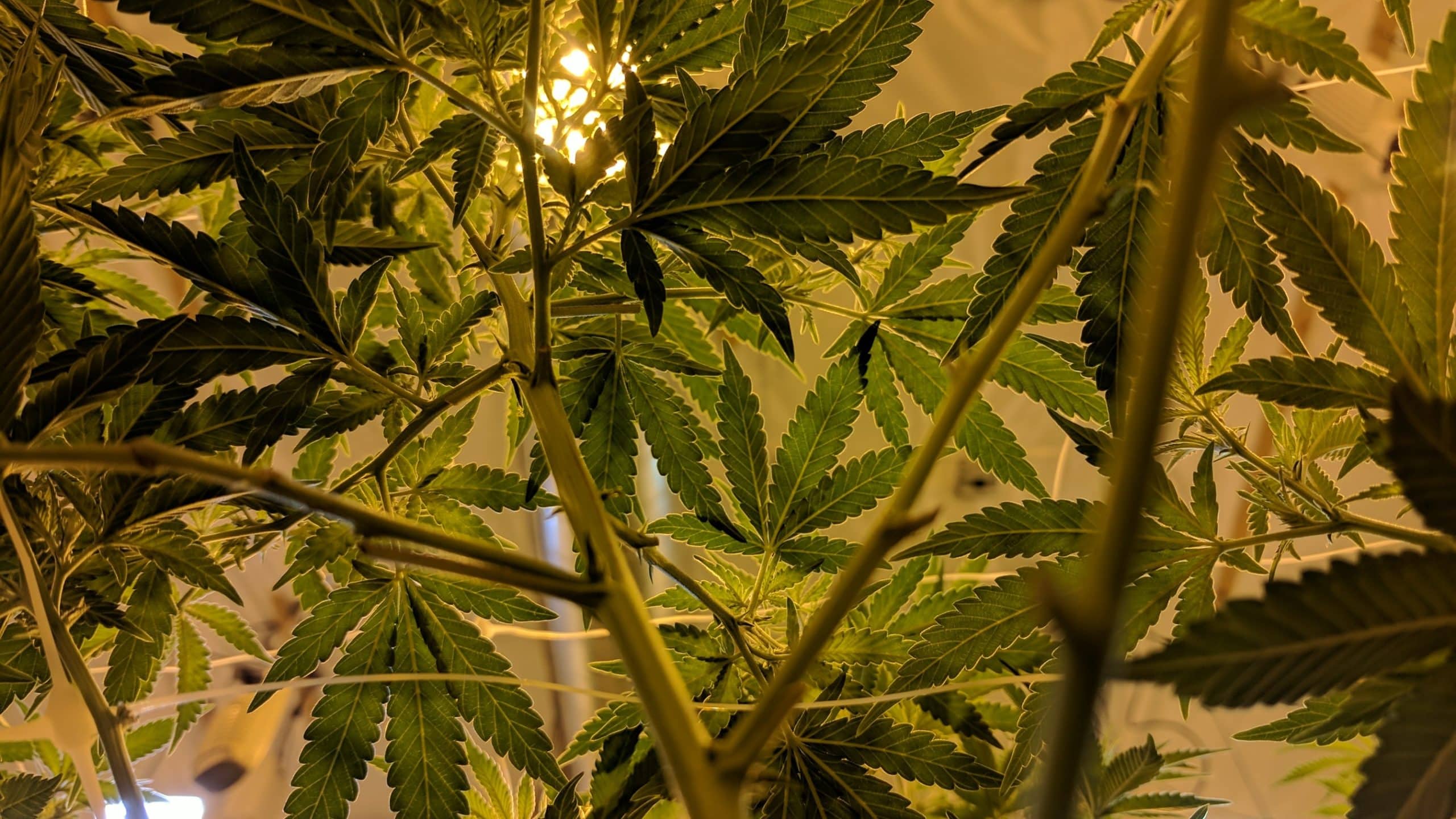 Growing Marijuana Plants Indoors: A Cannabis Growing Guide for Beginners | Indoor Grow ...