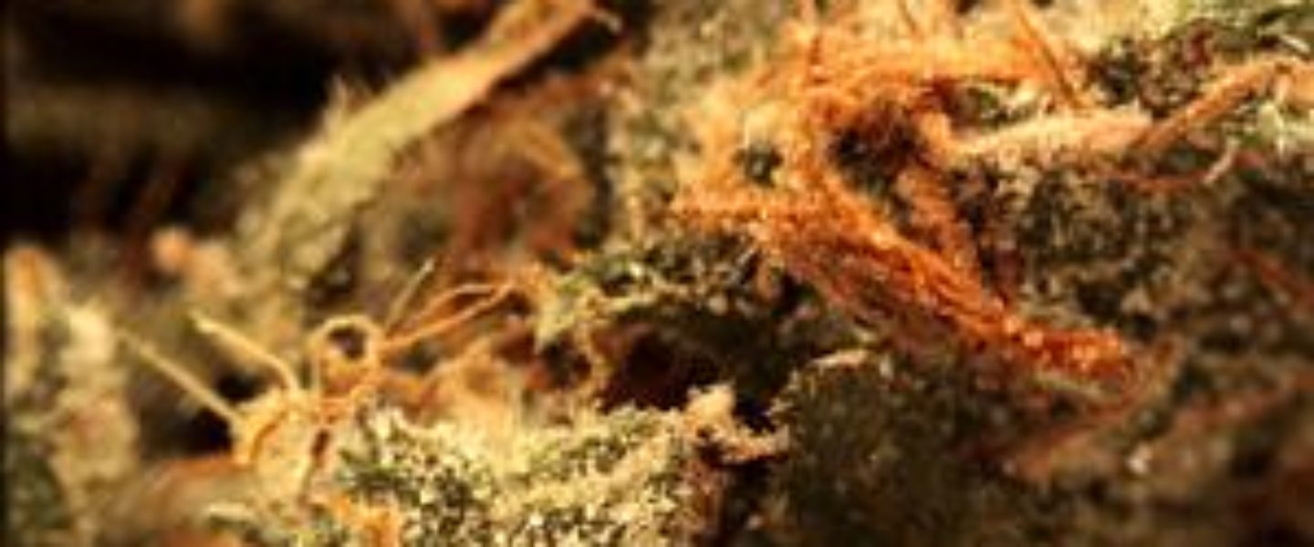 The Real Banana Marijuana Strain Review And Pictures - The Weed Blog