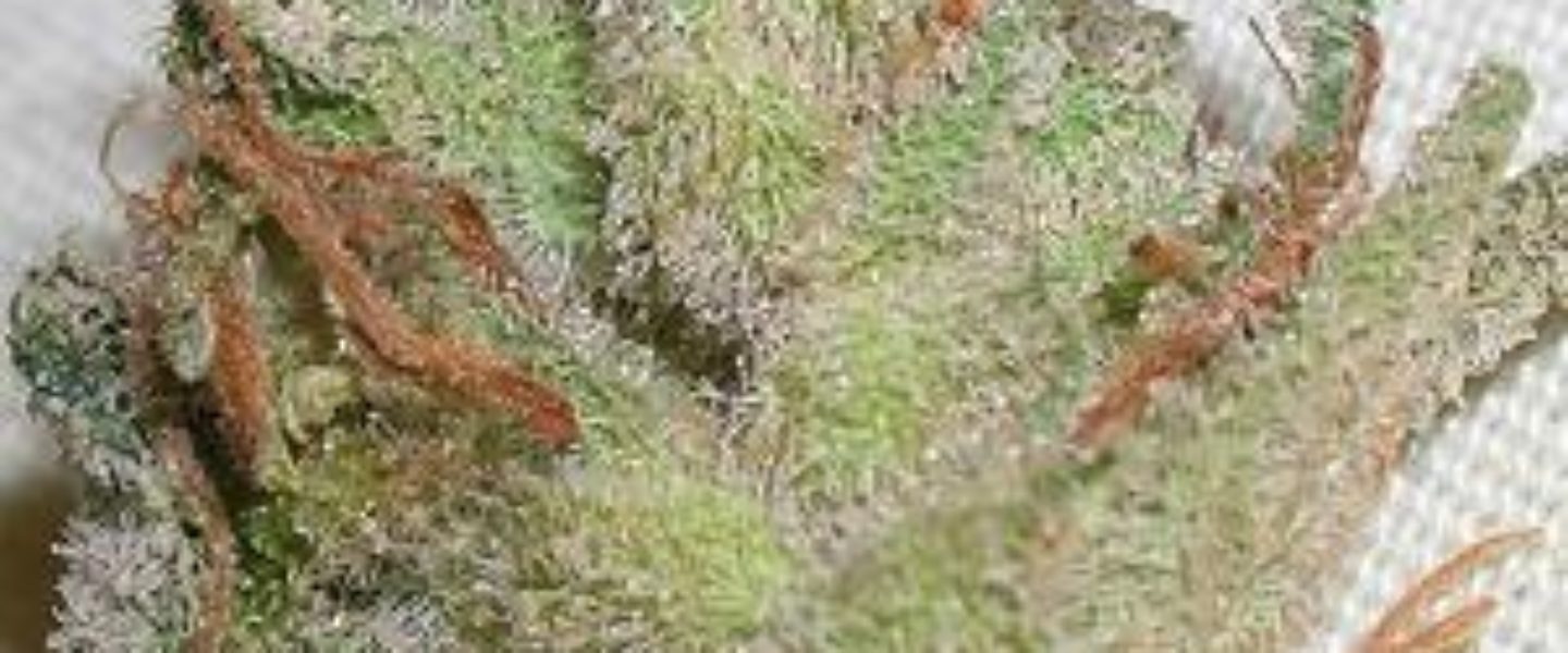 Jack The Ripper Marijuana Strain Review And Pictures - The Weed Blog