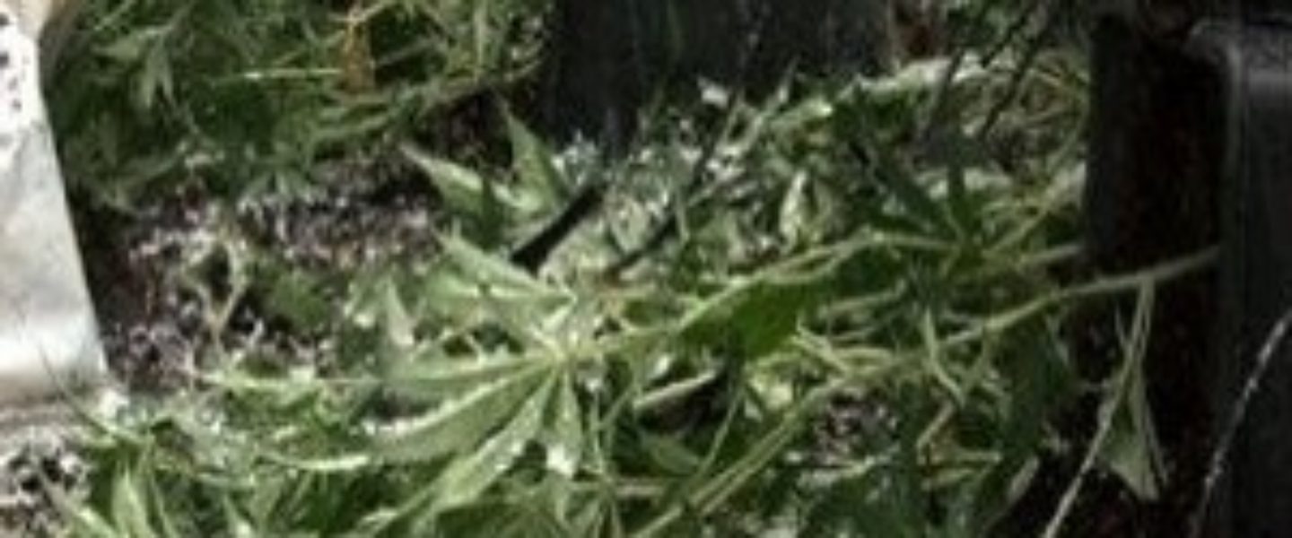 What To Do When Your Marijuana Plant Was Knocked Down | The Weed Blog