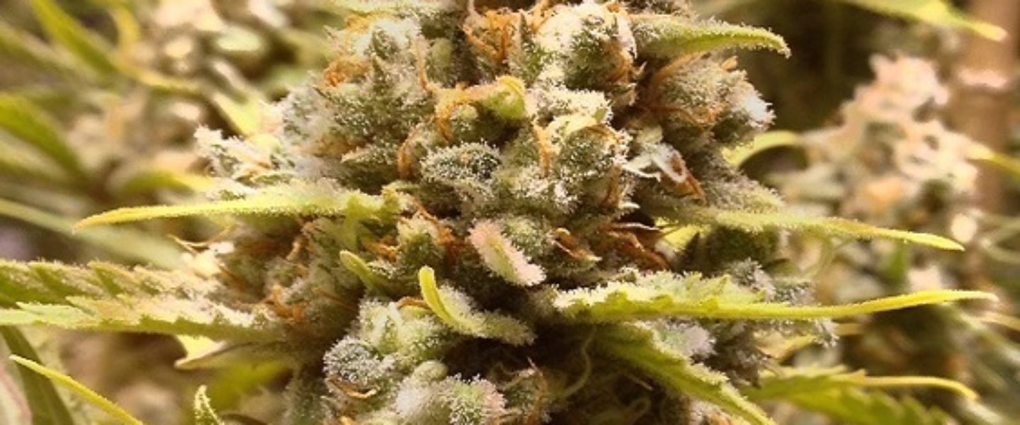 Lemon Diesel Marijuana Strain Review And Pictures | The Weed Blog