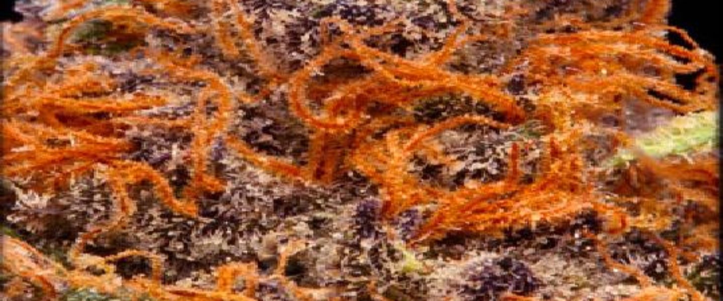 Pictures Of The Purple Urkle Marijuana Strain - The Weed Blog