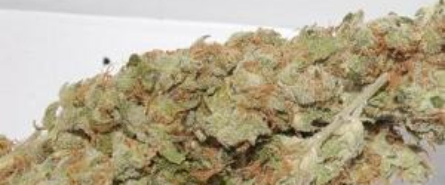 Super Skunk Marijuana Strain Review And Pictures - The Weed Blog