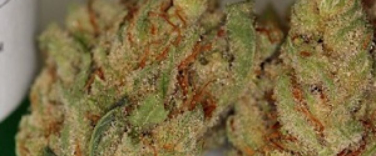 White Fire Marijuana Strain Review And Pictures - The Weed Blog