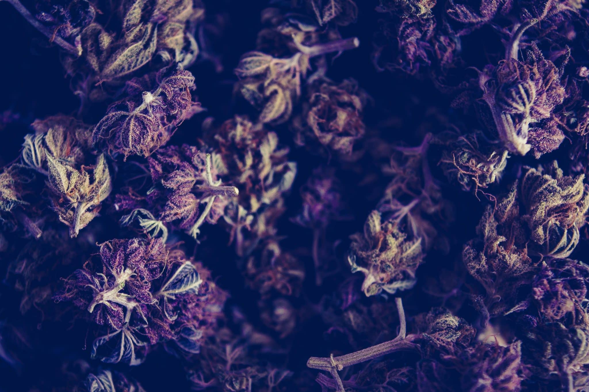 What Size Of Marijuana Nugs Do You Like? - The Weed Blog