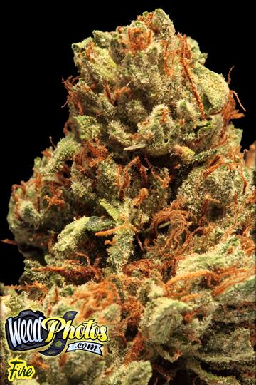 Fire Marijuana Strain Pictures - The Weed Blog