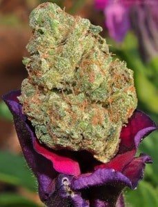 God's Gift Strain Review | What Kind of Strain is God's Gift and What ...