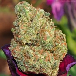 God's Gift Strain Review | What Kind of Strain is God's Gift and What ...