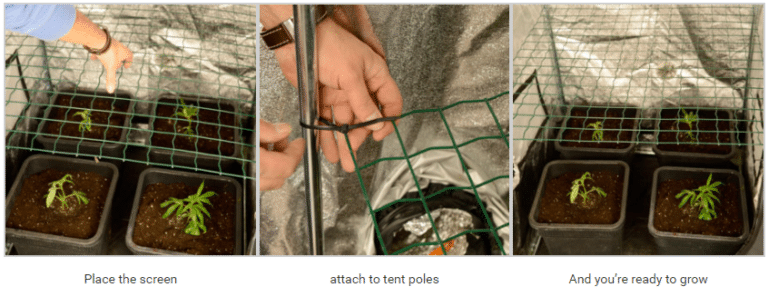 Scrogging For Beginners - The Weed Blog