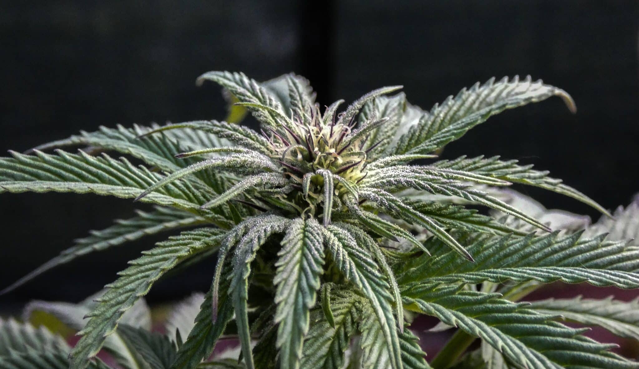 The Weed Blog | Cannabis News and Information