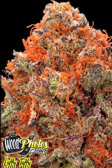 Laffy Taffy Marijuana Strain Pictures - The Weed Blog