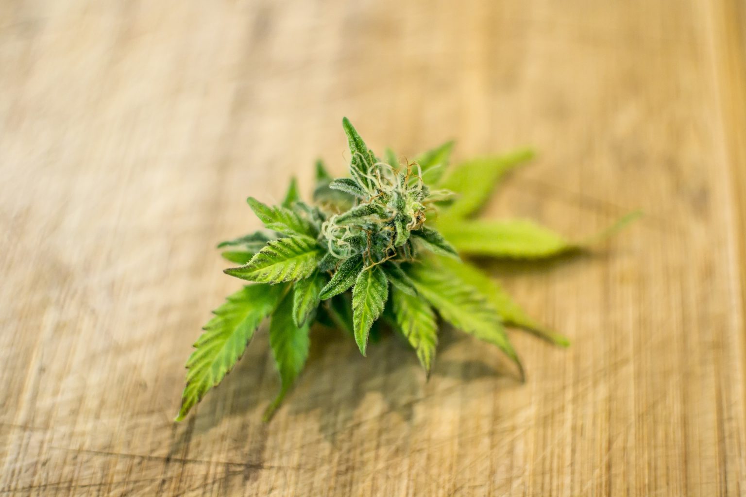 Cooking - The Weed Blog