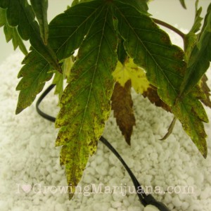 How To Recognize Magnesium Deficiencies In Marijuana Plants - The Weed Blog