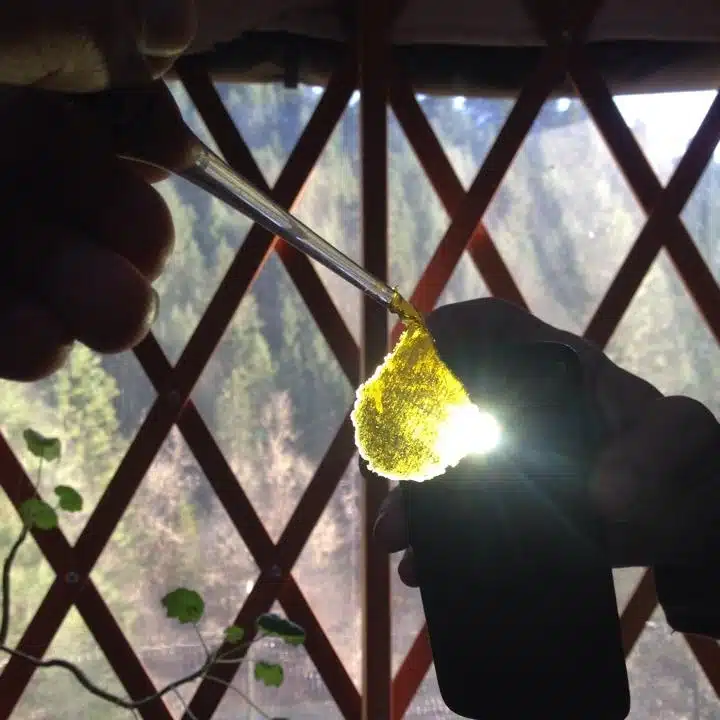 Bubblegum Marijuana Strain Review And Pictures - The Weed Blog