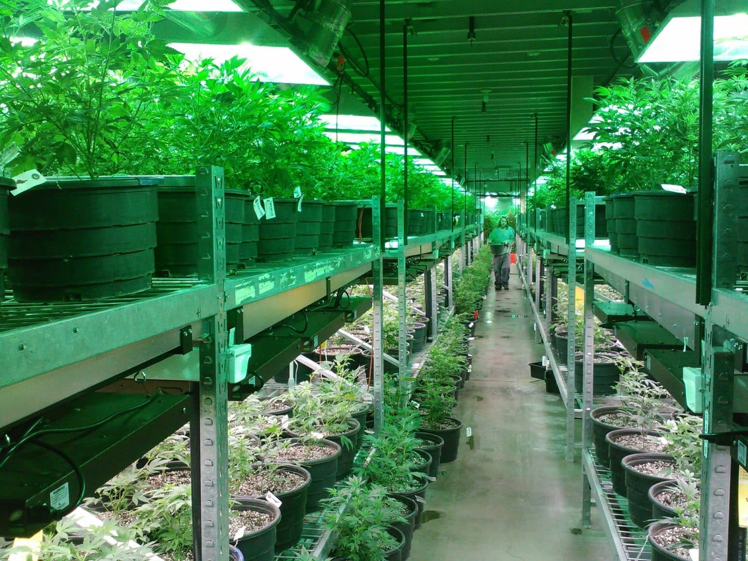 The History of Wild Cannabis in Ancient Europe - The Weed Blog