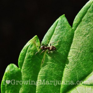 How To Get Rid Of Pests And Bugs On Marijuana Plants - The Weed Blog