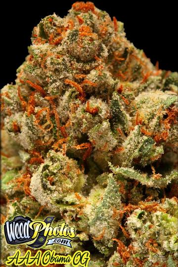 Obama OG Marijuana Strain Pictures - The Weed Blog