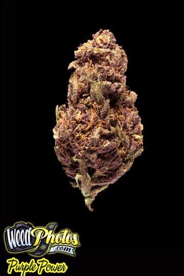 Purple Power Marijuana Strain Pictures - The Weed Blog
