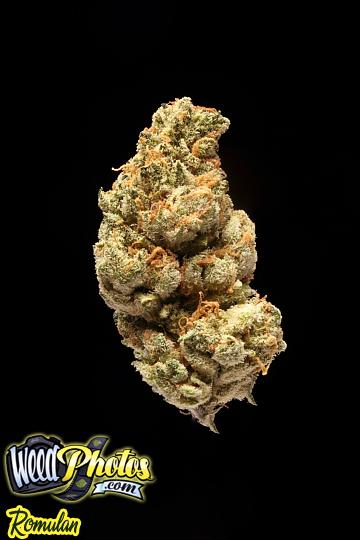 Romulan Marijuana Strain Pictures - The Weed Blog