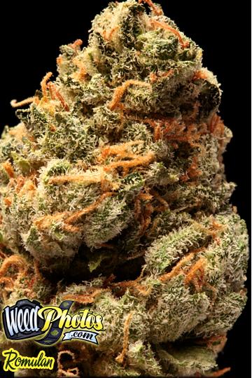 Romulan Marijuana Strain Pictures - The Weed Blog