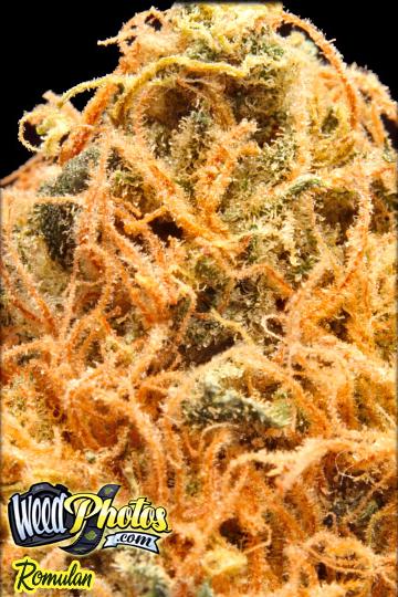 Romulan Marijuana Strain Pictures - The Weed Blog