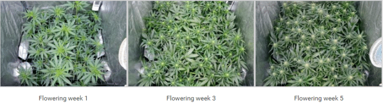 Scrogging For Beginners - The Weed Blog