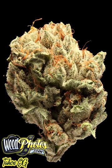Tahoe OG Marijuana Strain Pictures - The Weed Blog Tahoe OG Marijuana Strain Pictures - The Weed Blog