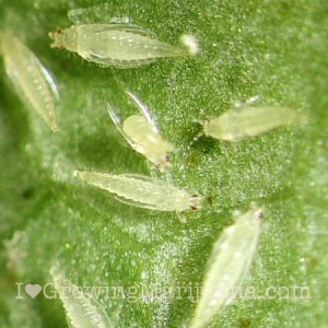 How To Get Rid Of Thrips On Your Marijuana Plants - The Weed Blog