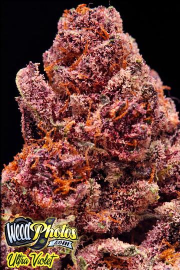 Ultra Violet Marijuana Strain Pictures - The Weed Blog